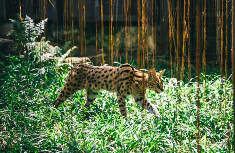 Você já tinha visto esses gatos gigantes?