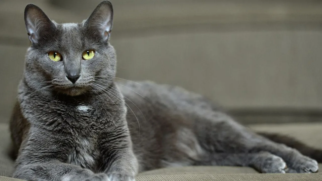 Conheça tudo sobre a raça de gato Korat